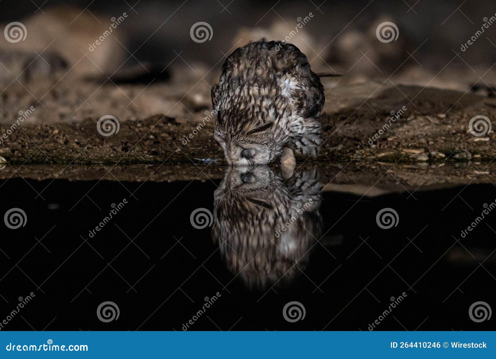 Owl Drinking from a Paddle of Water with Its Reflection on the Surface ...