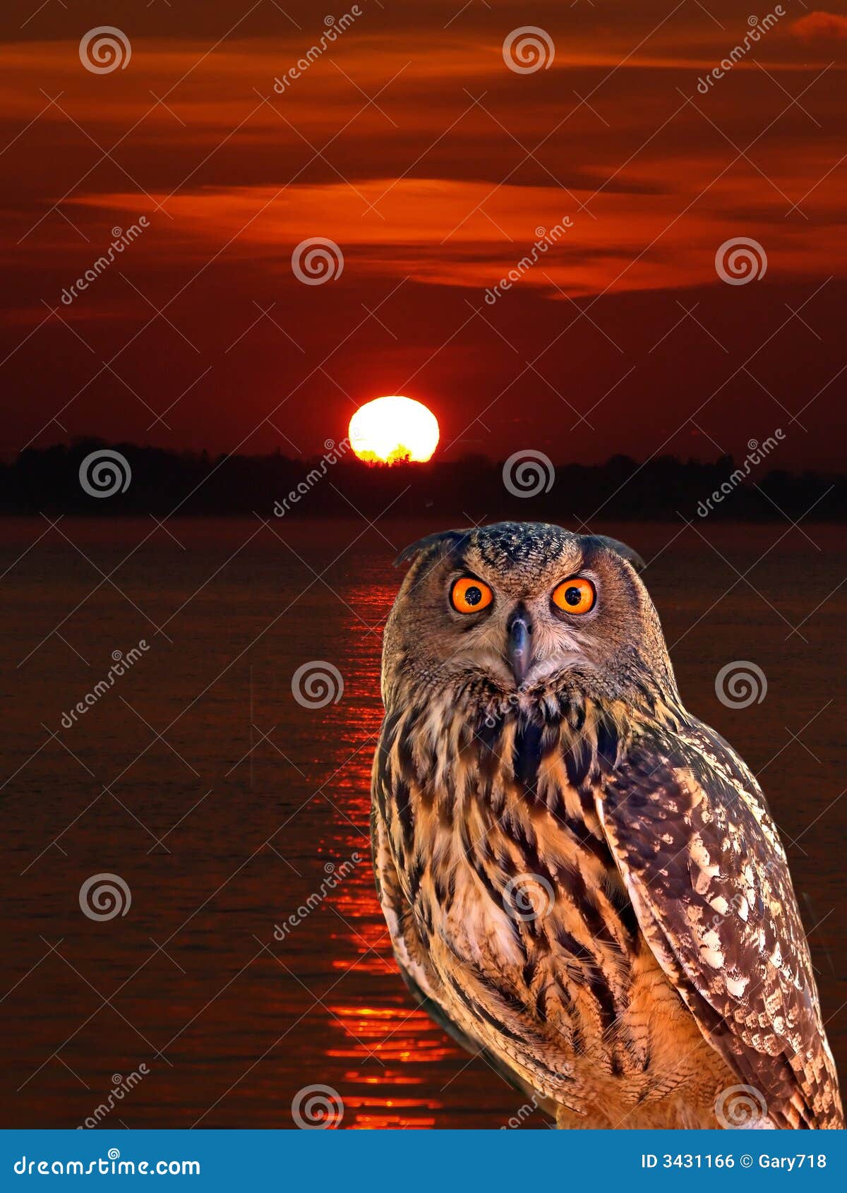 An owl at an early morning stock photo. Image of point - 3431166