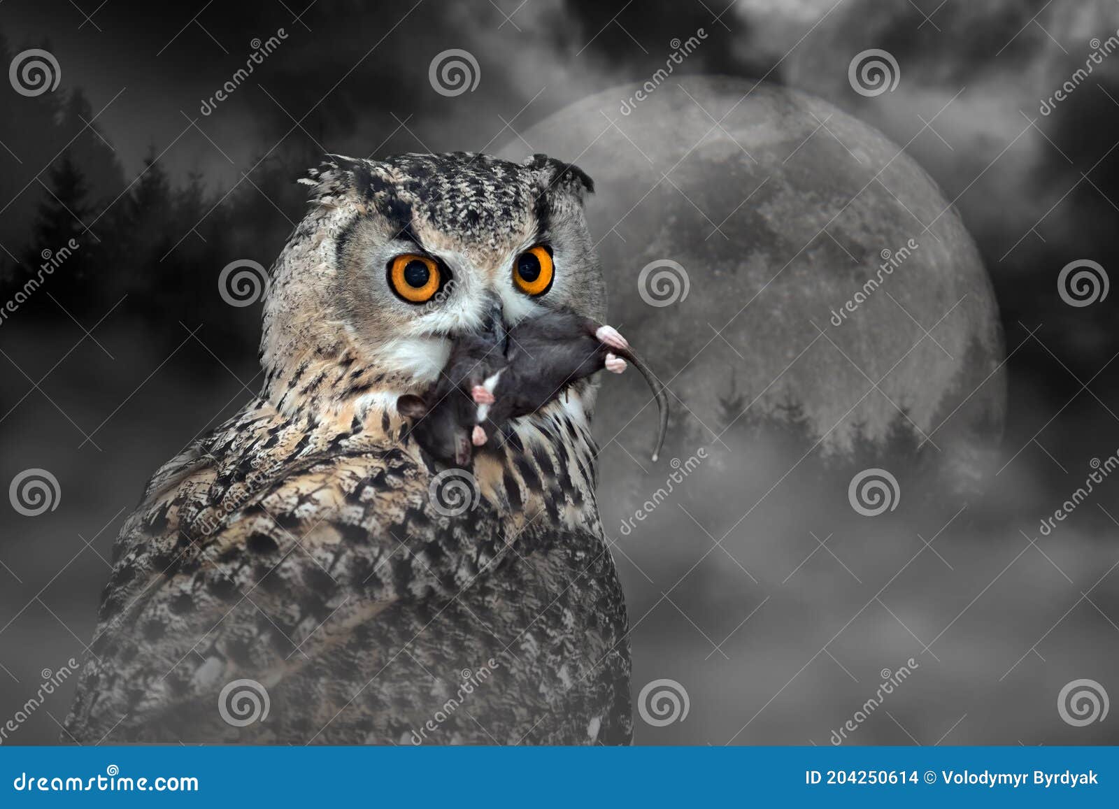 Owl Eat Mouse at Moonlight in the Spooky Forest Stock Photo - Image of ...