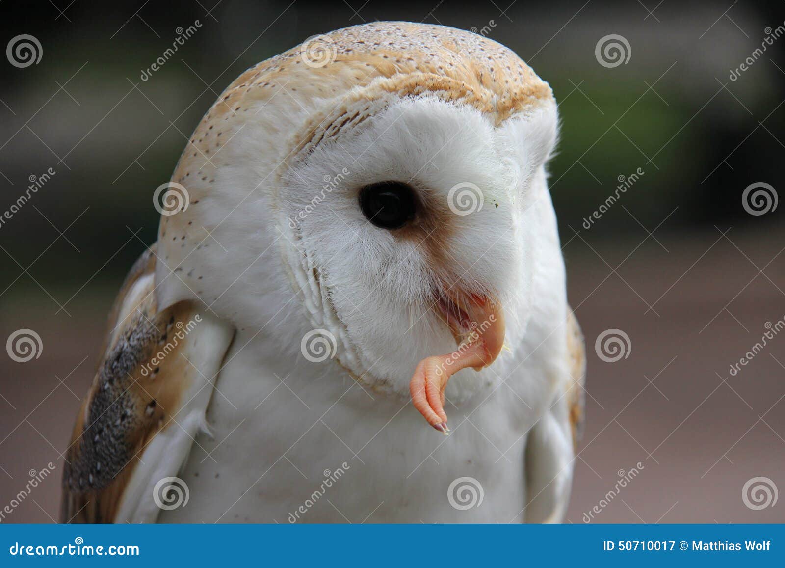 Owl stock image. Image of ears, portrait, prey, rock - 50710017