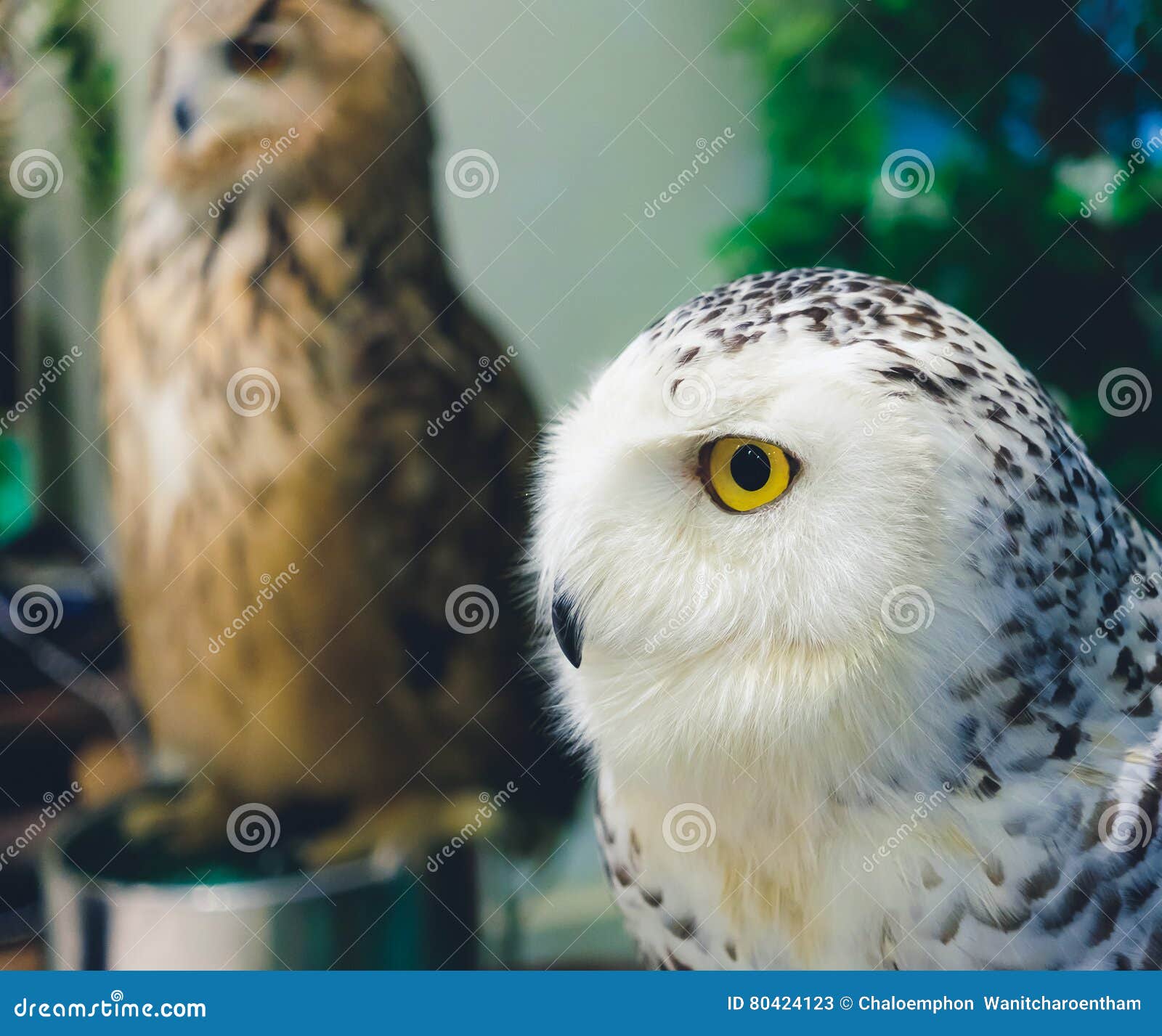 Owl with Elegance, Sharp and Beautiful Eyes. Stock Image - Image of ...