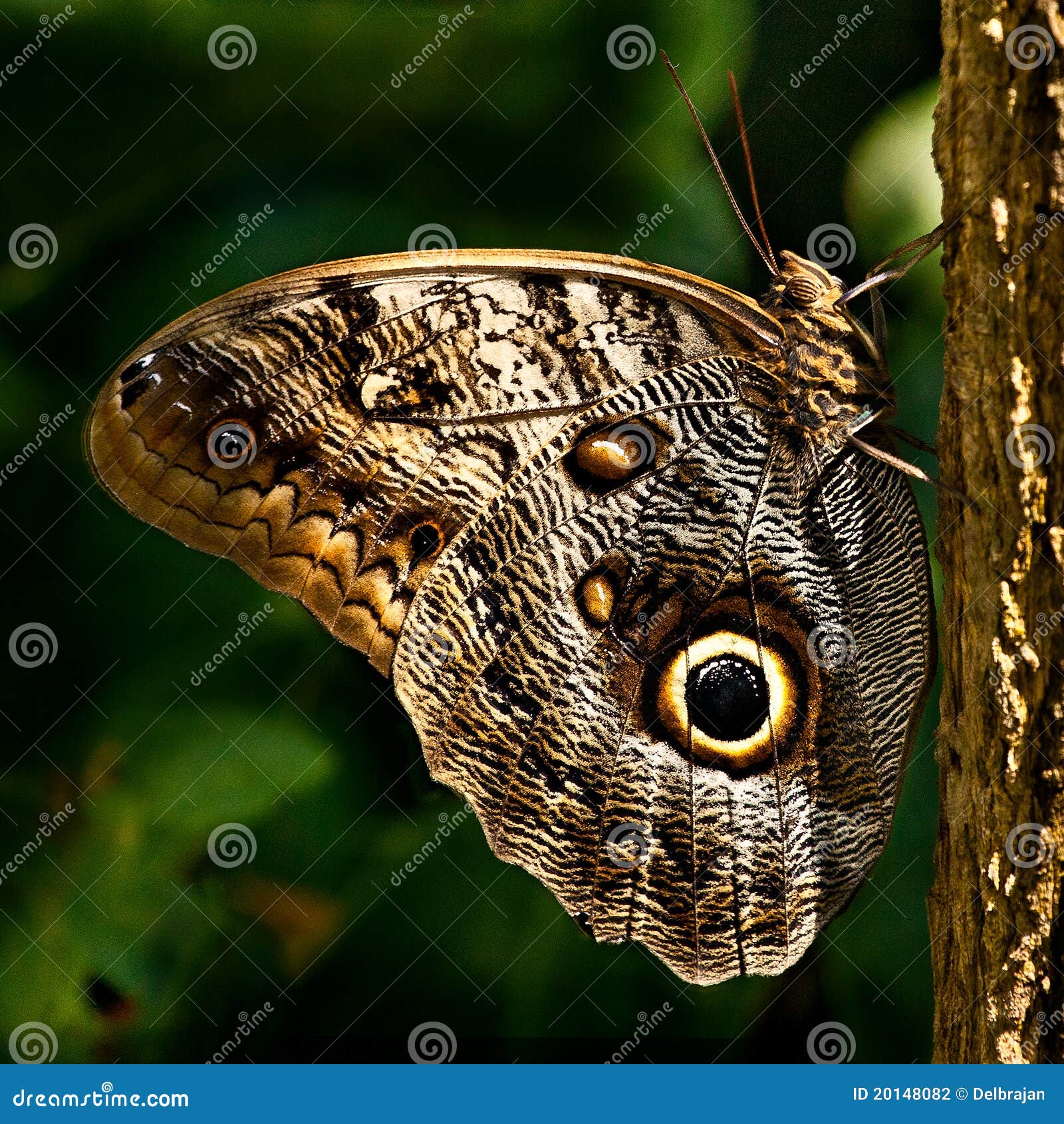 Owl Eye Butterfly 5627 stock photo. Image of central - 20148082