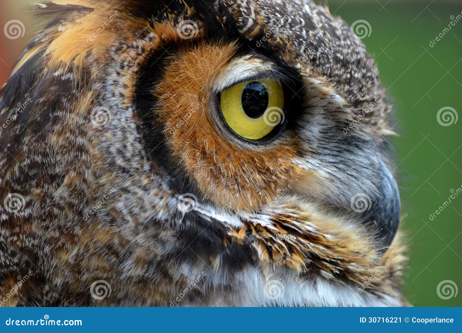 Owl Eye stock image. Image of feather, fluffy, bird, beak - 30716221
