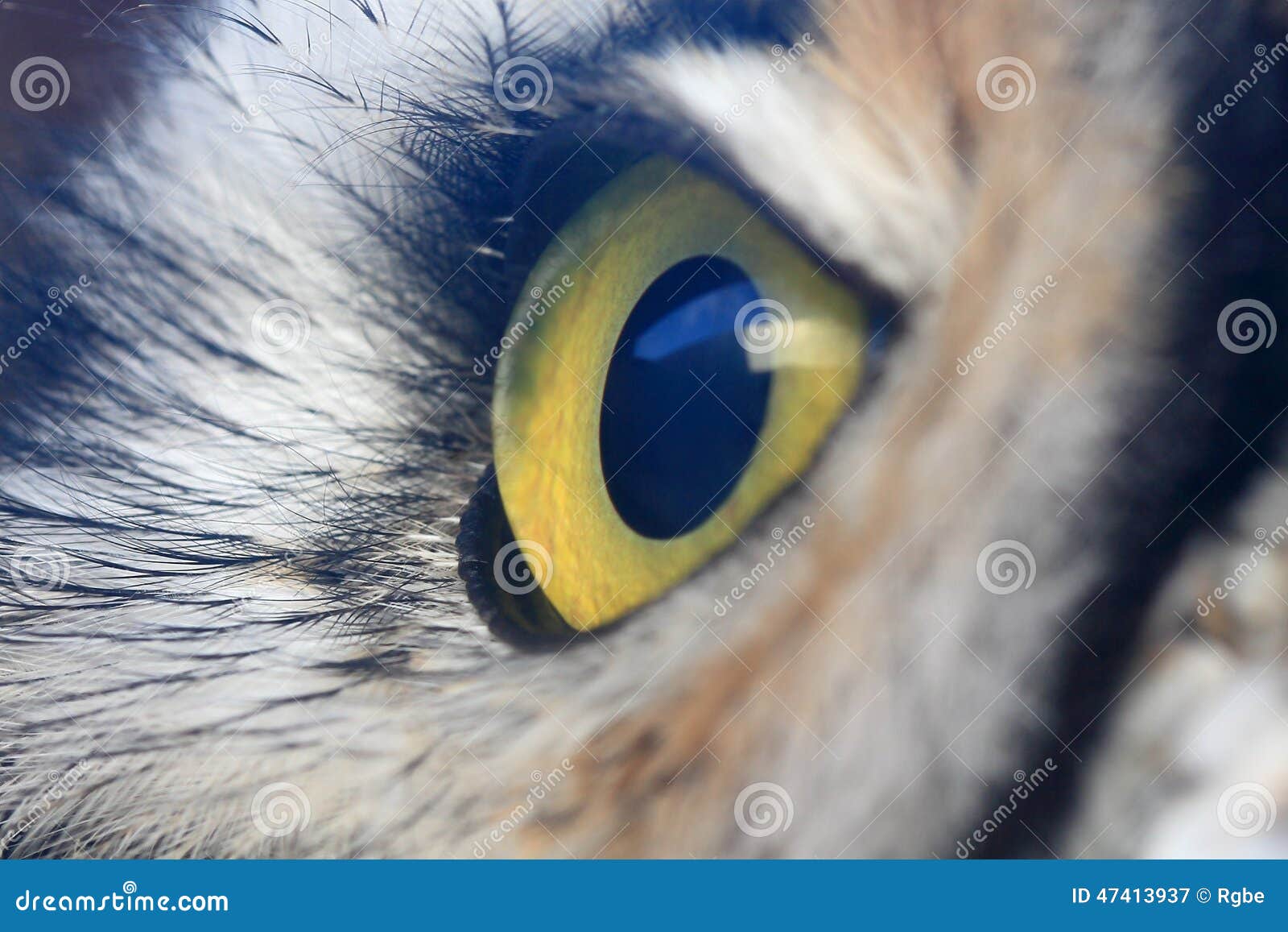 Owl eye stock image. Image of bird, wildlife, detail - 47413937