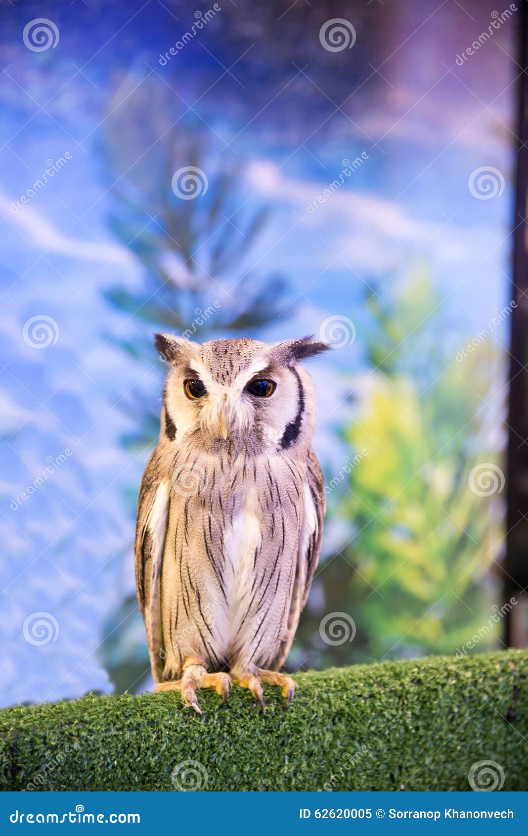Owl Eye Color stock image. Image of prey, eagle, white - 62620005