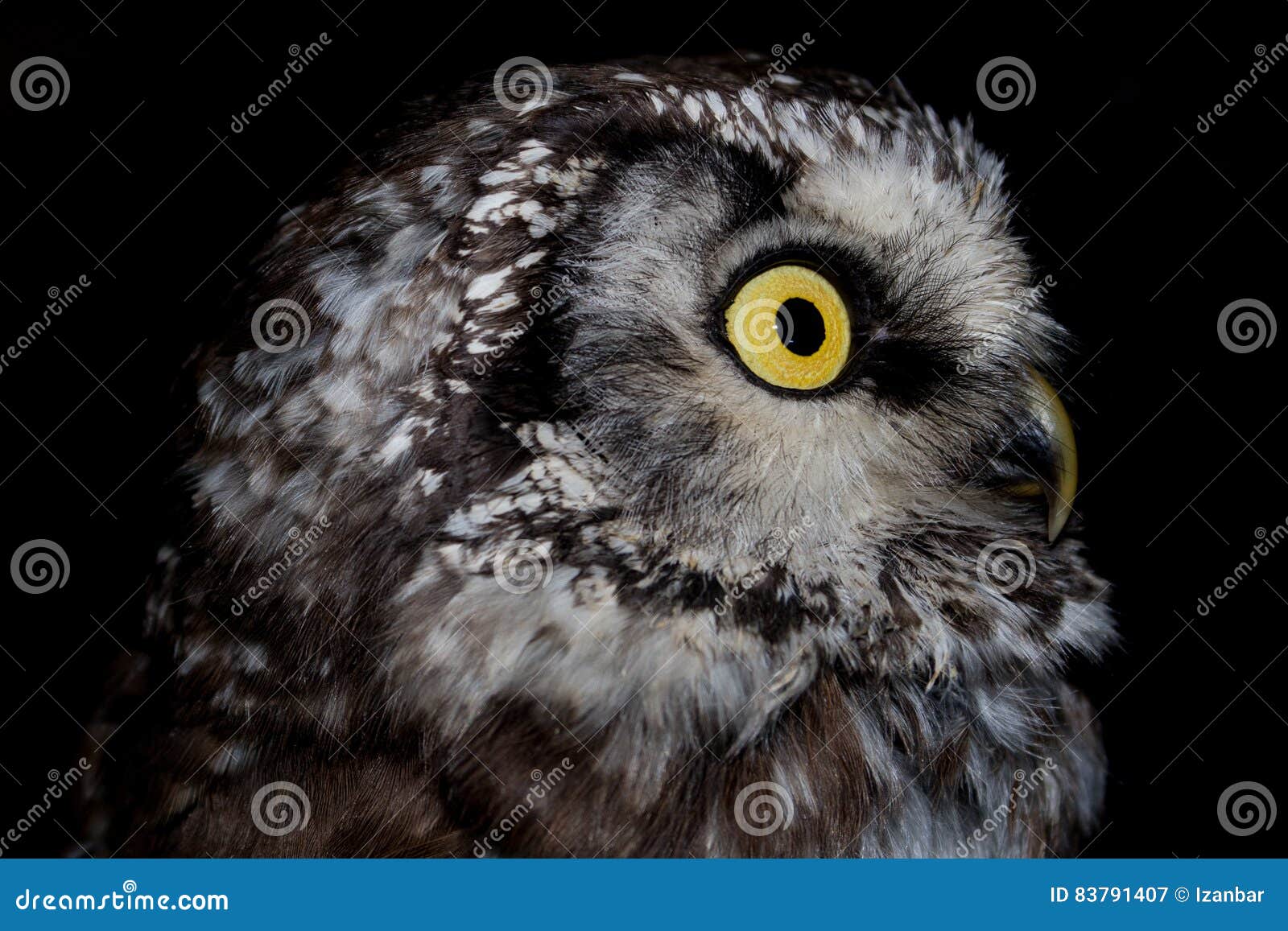 Owl Eye Detail Close Up Macro Stock Image - Image of plumage, orange ...