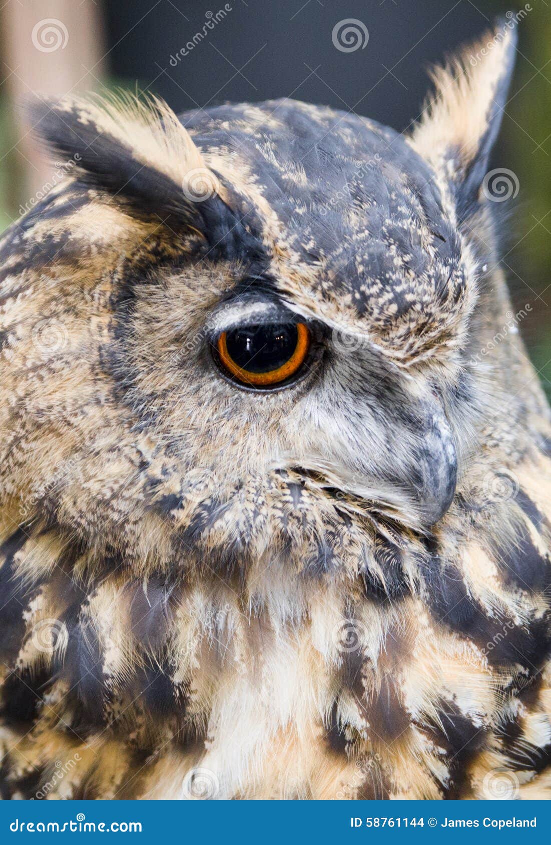 Owl Eye en Oren stock foto. Image of europees, adelaar - 58761144