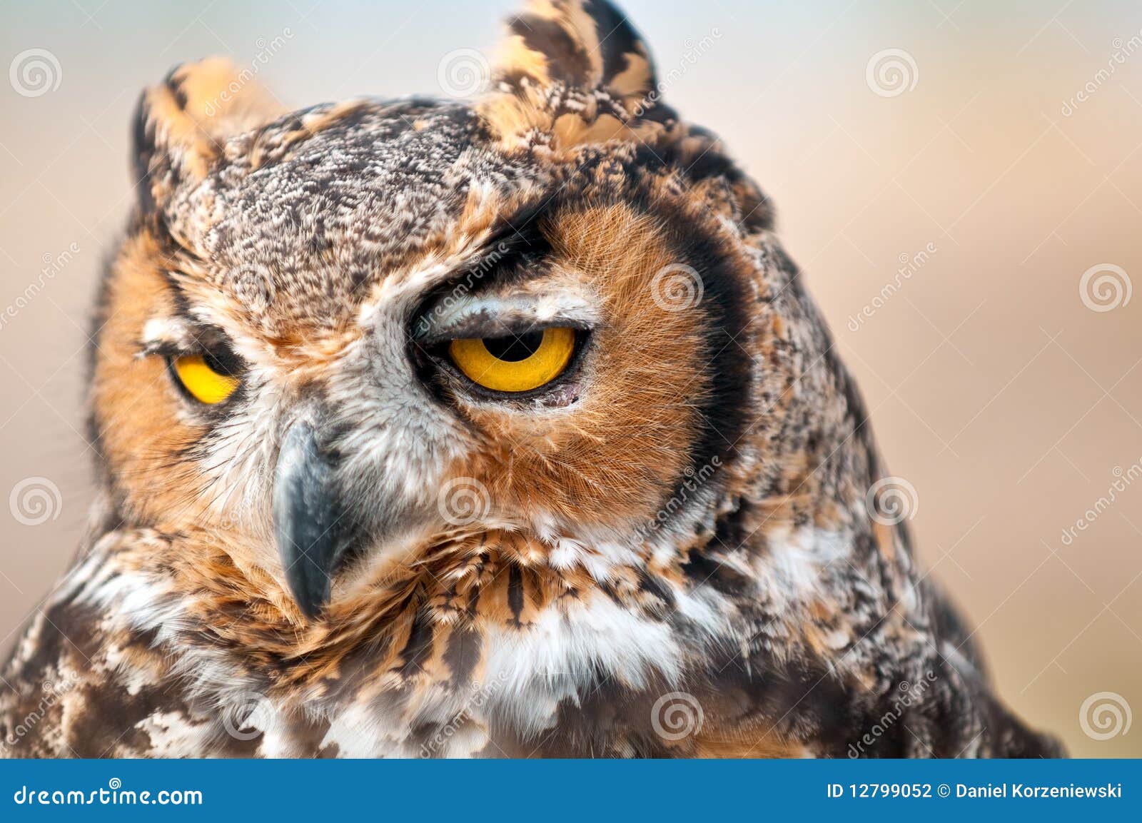 Owl eyes stock photo. Image of face, avian, discovery - 12799052