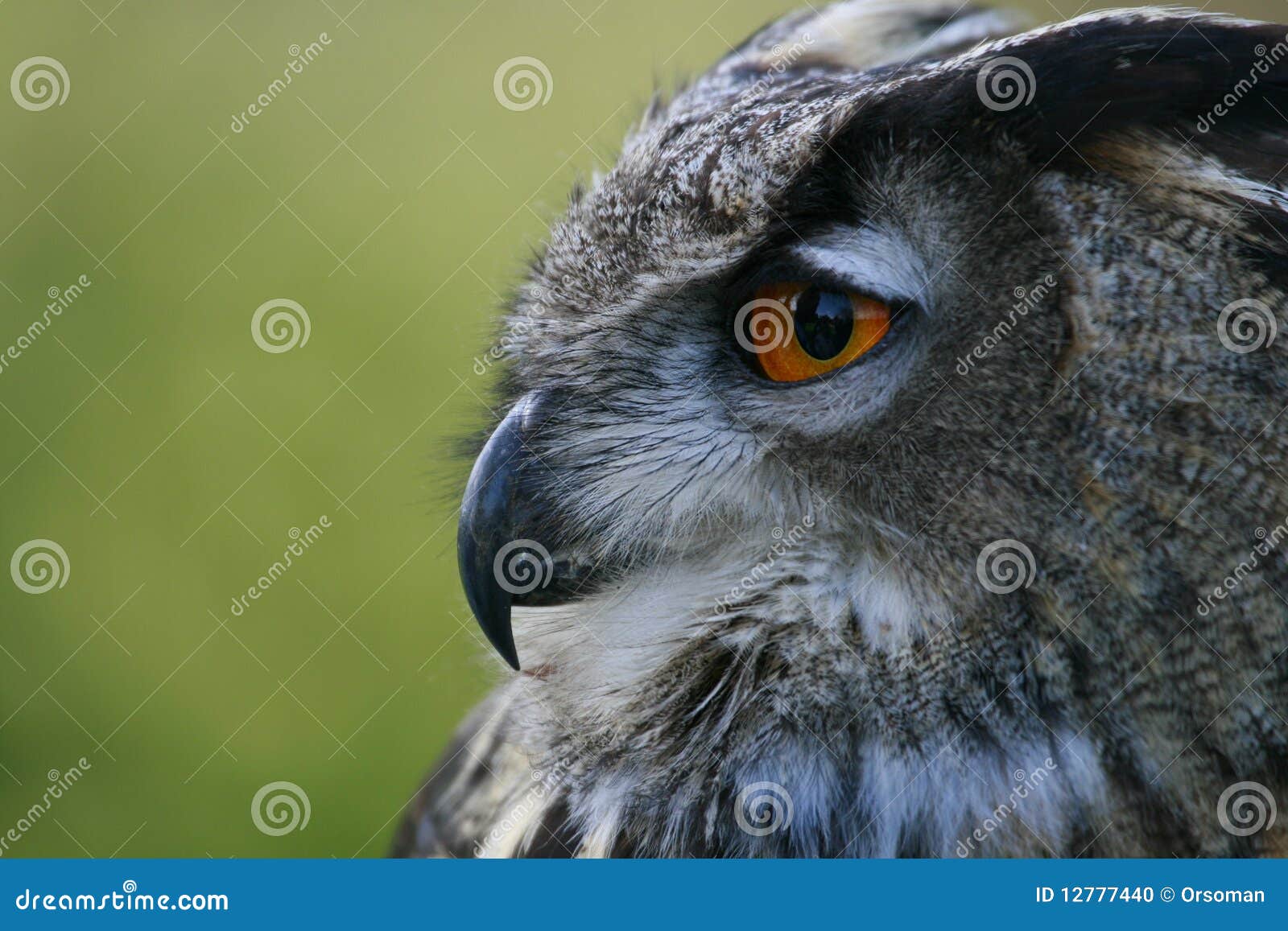 Owl face stock photo. Image of stare, hunt, beak, prey - 12777440