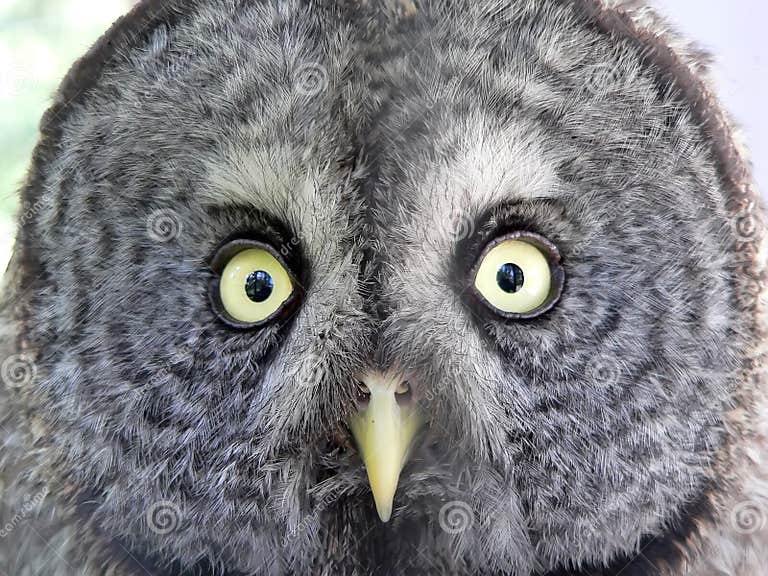 Owl face stock image. Image of nostrils, prey, pupil, wildlife - 272033