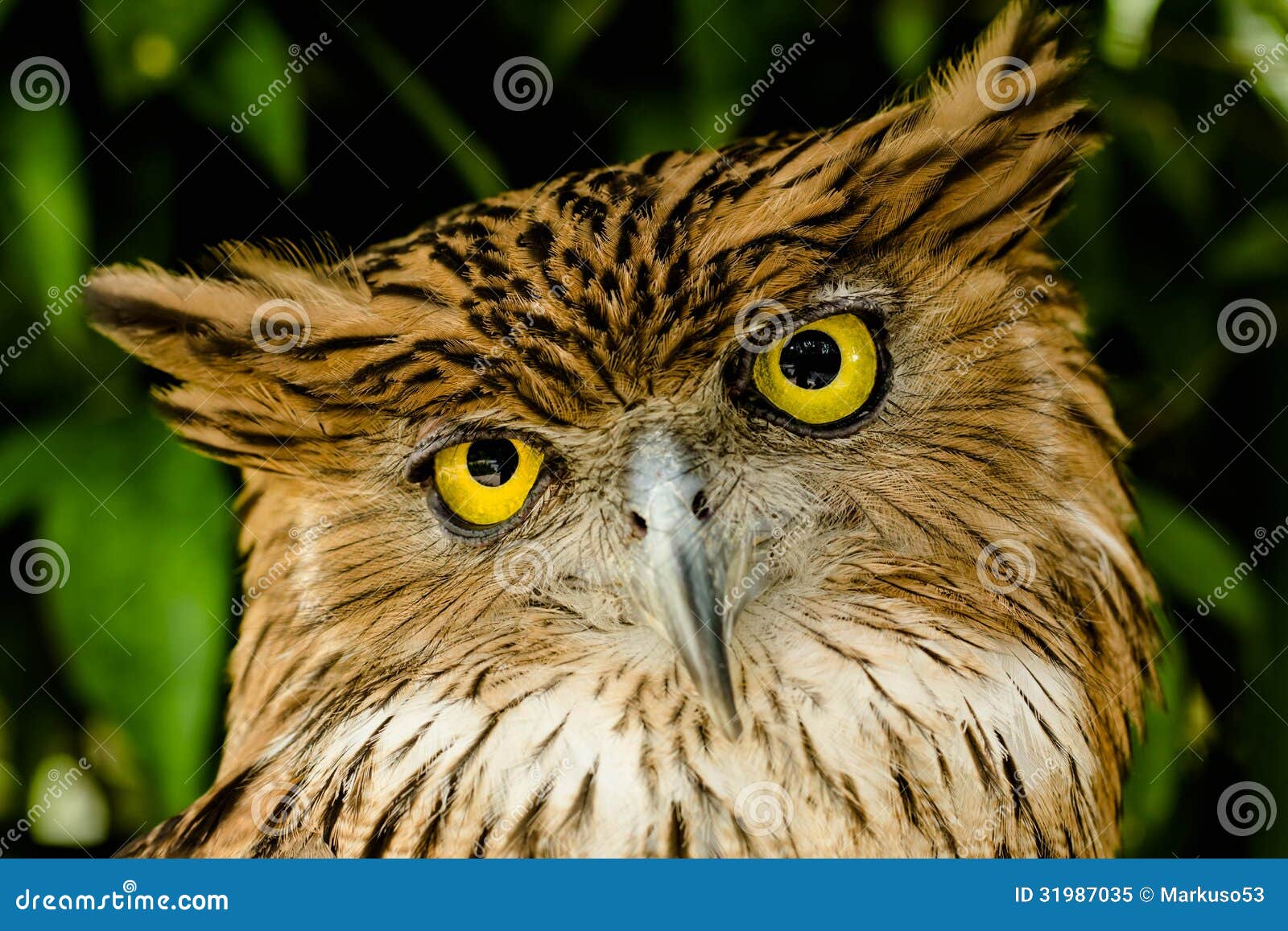 Owl face stock image. Image of nature, animals, beak - 31987035