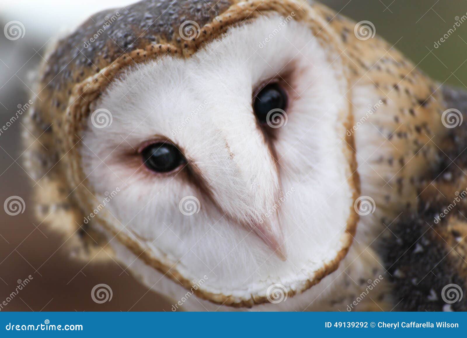 Owl Face stock photo. Image of feathers, detail, barn - 49139292