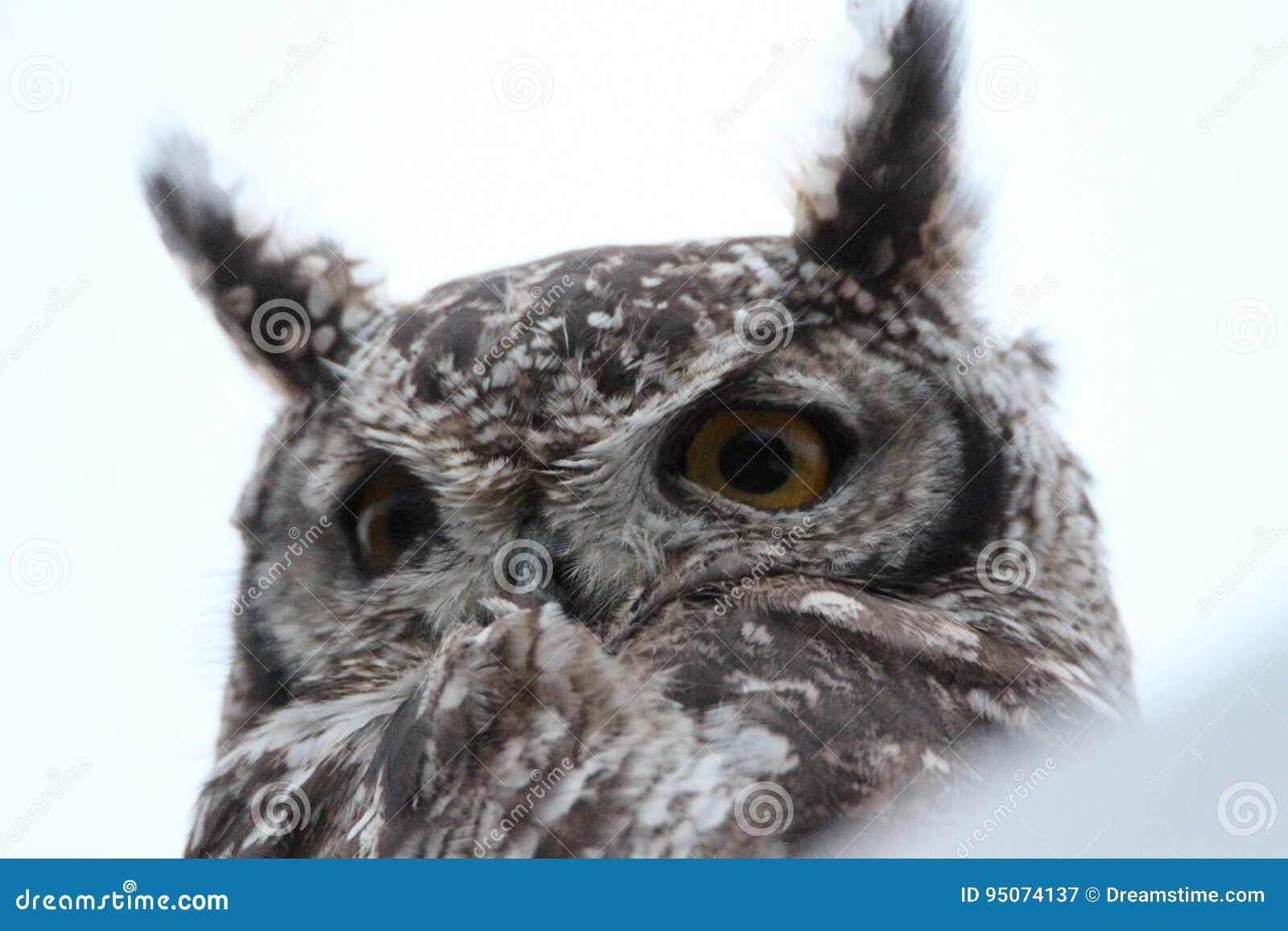 Owl face stock image. Image of aftrenoon, early, back - 95074137