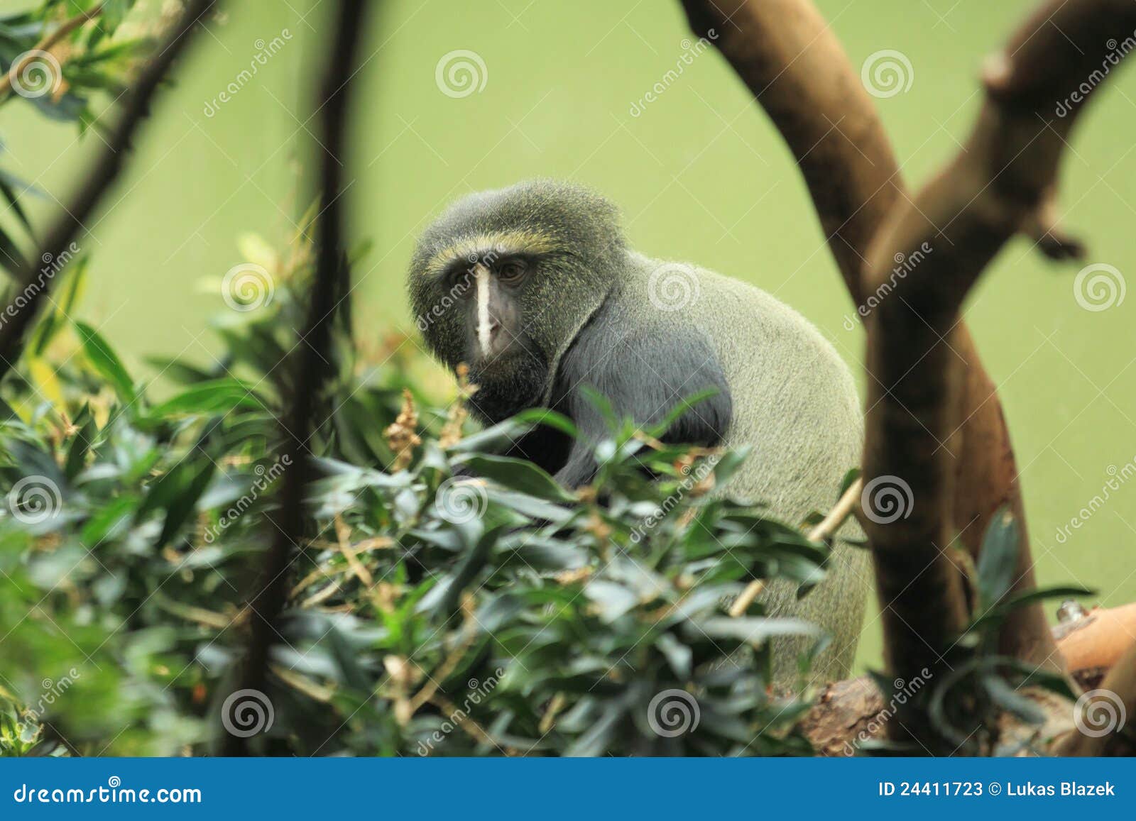 Owl-faced monkey stock image. Image of hamlyni, cercopithecus - 24411723