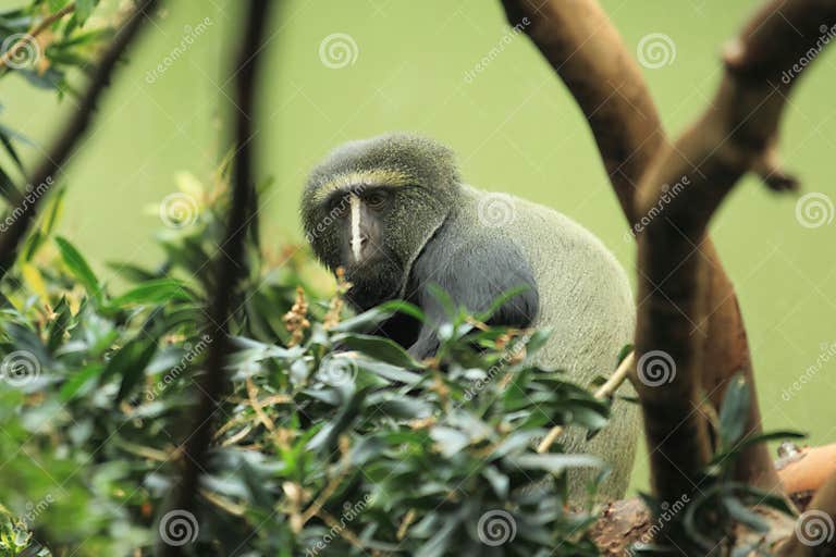 Owl-faced monkey stock image. Image of hamlyni, cercopithecus - 24411723