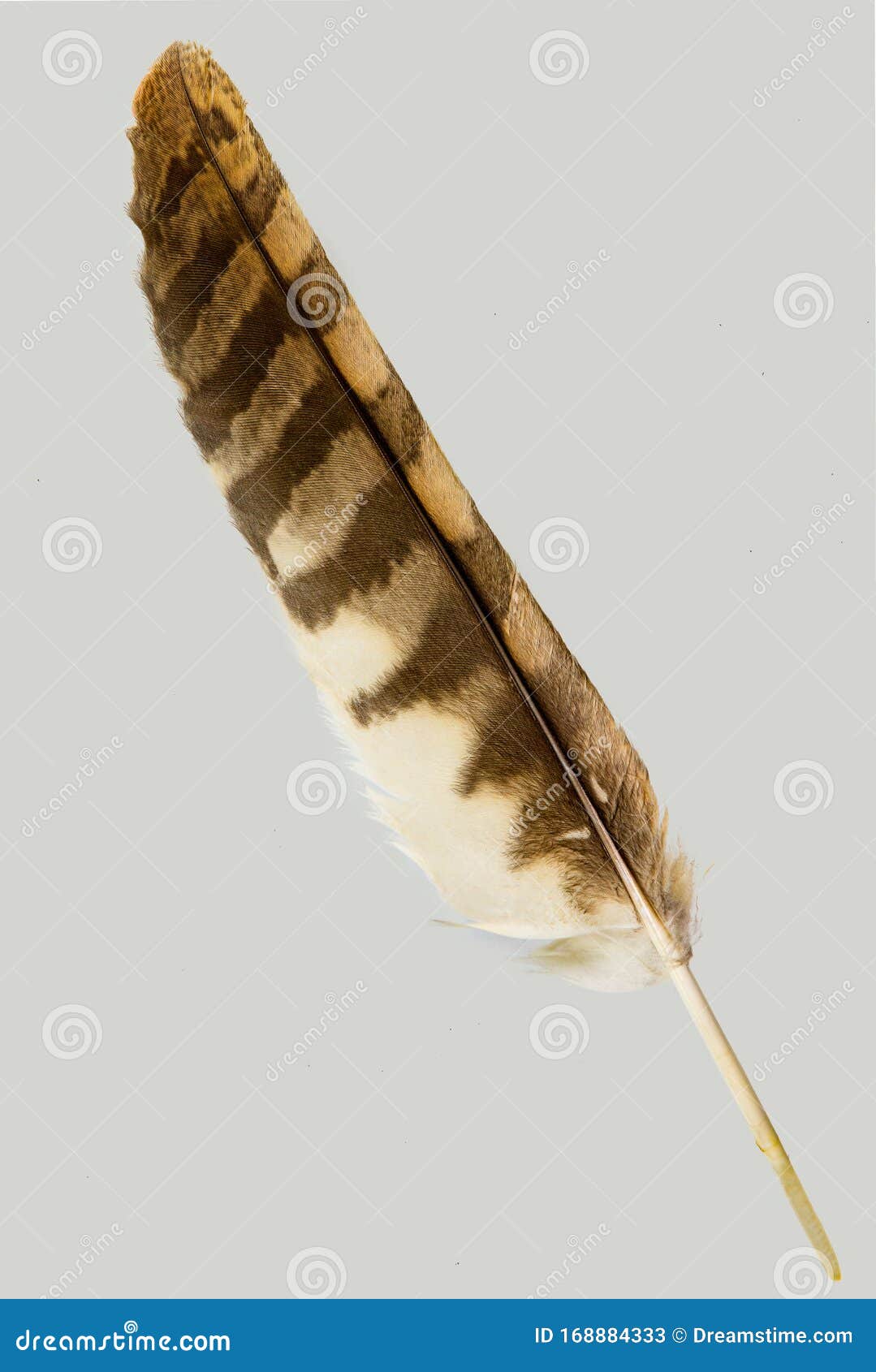 High Resolution Owl Feather Stock Image - Image of closeup, fluffy ...