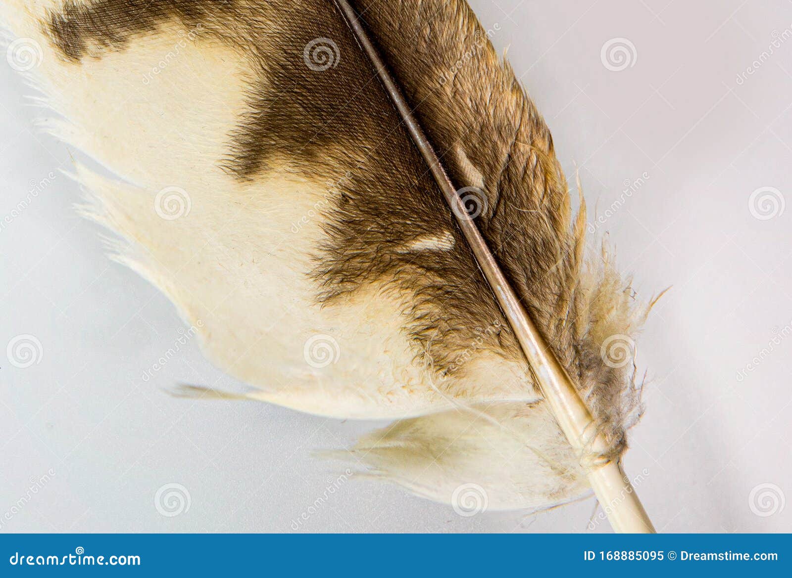 High Resolution Owl Feather Stock Image - Image of high, wing: 168885095