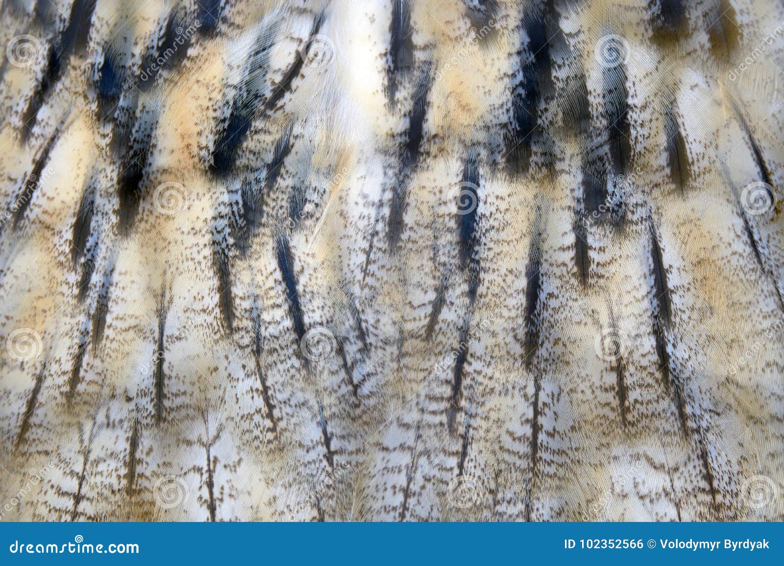 Owl feather texture stock photo. Image of feathers, pattern - 102352566