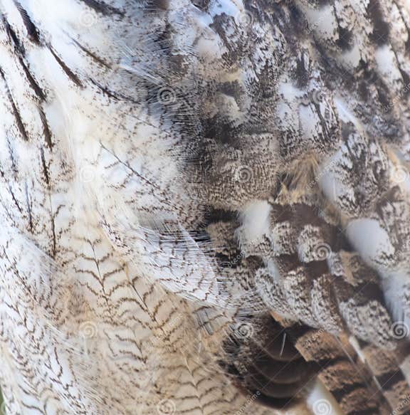 Owl Feathers As an Abstract Background. Texture Stock Image - Image of ...