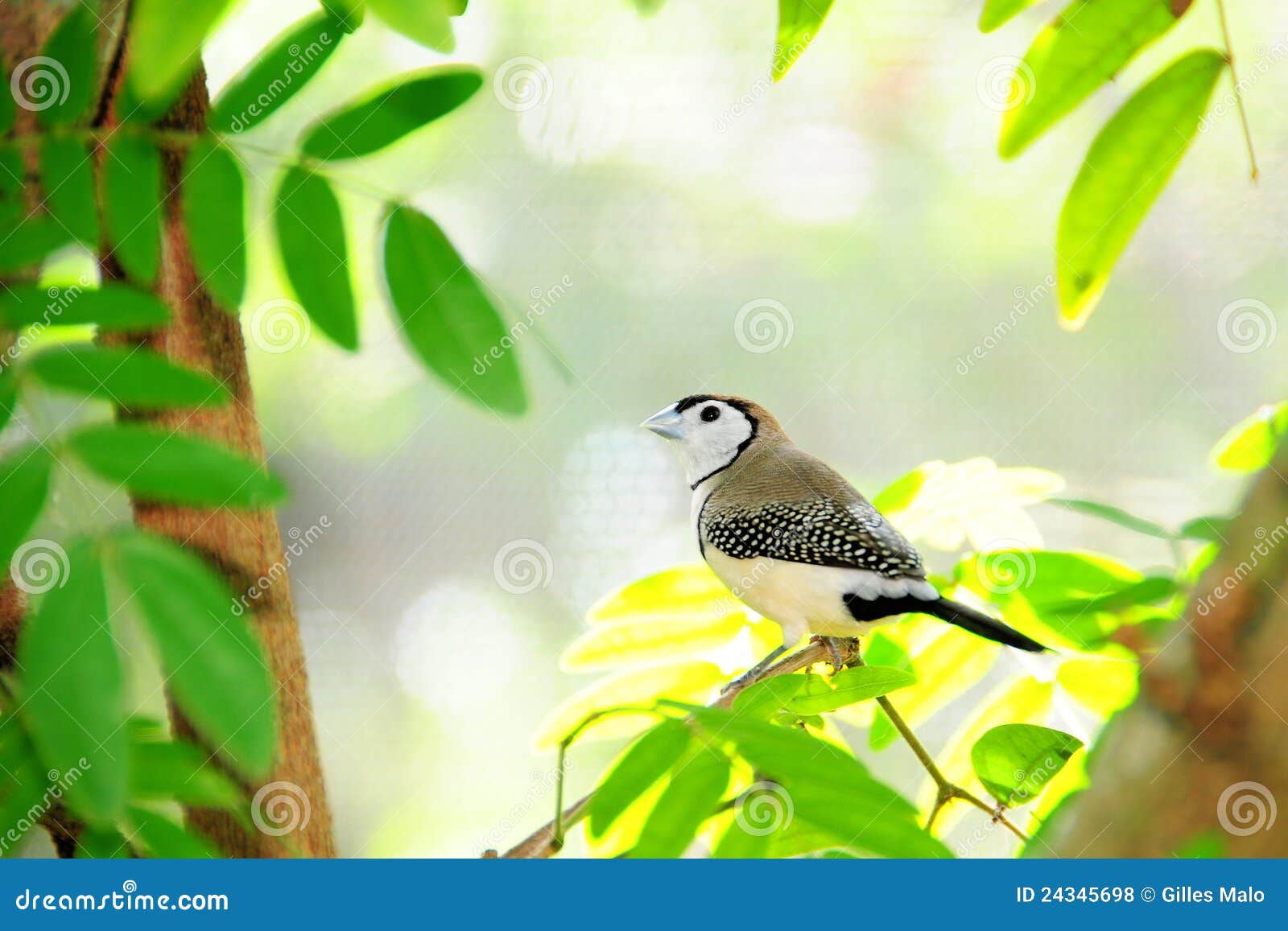 Owl Finch Bird on a Branch stock photo. Image of park - 24345698
