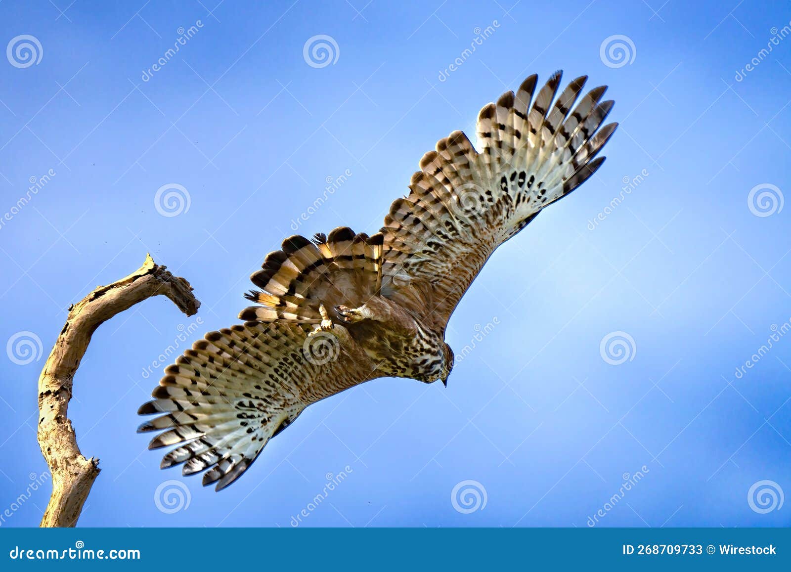 A Owl is Flapping Its Wings with Its Tail in the Air Stock Image ...