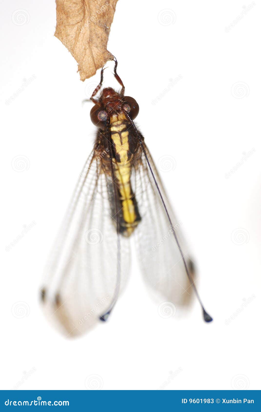 Owl fly stock image. Image of body, large, antlion, creatures - 9601983