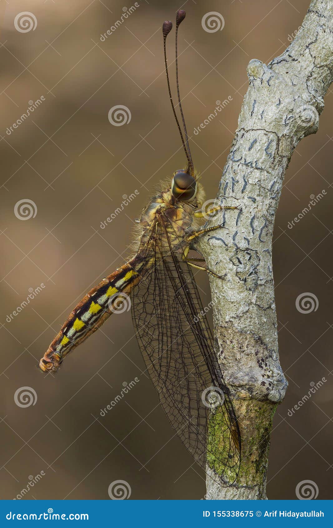A Owl Fly Insect on the Branch Stock Image - Image of blossoming ...