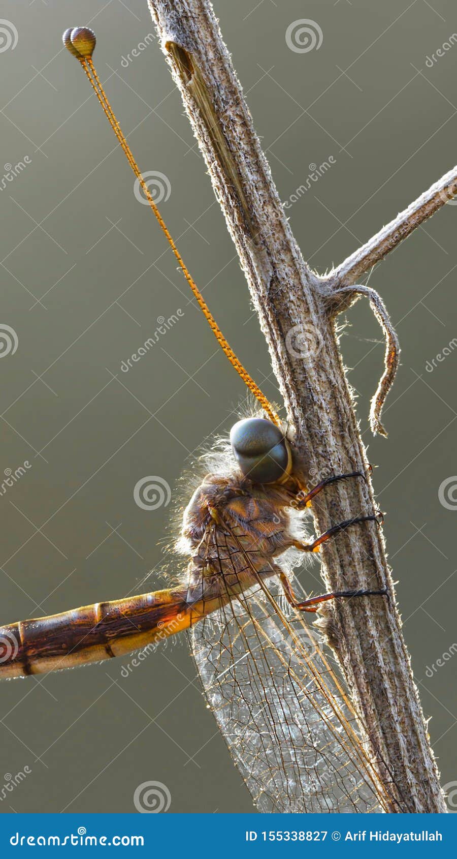 A Owl Fly Insect on the Branch Stock Image - Image of fresh, butterfly ...