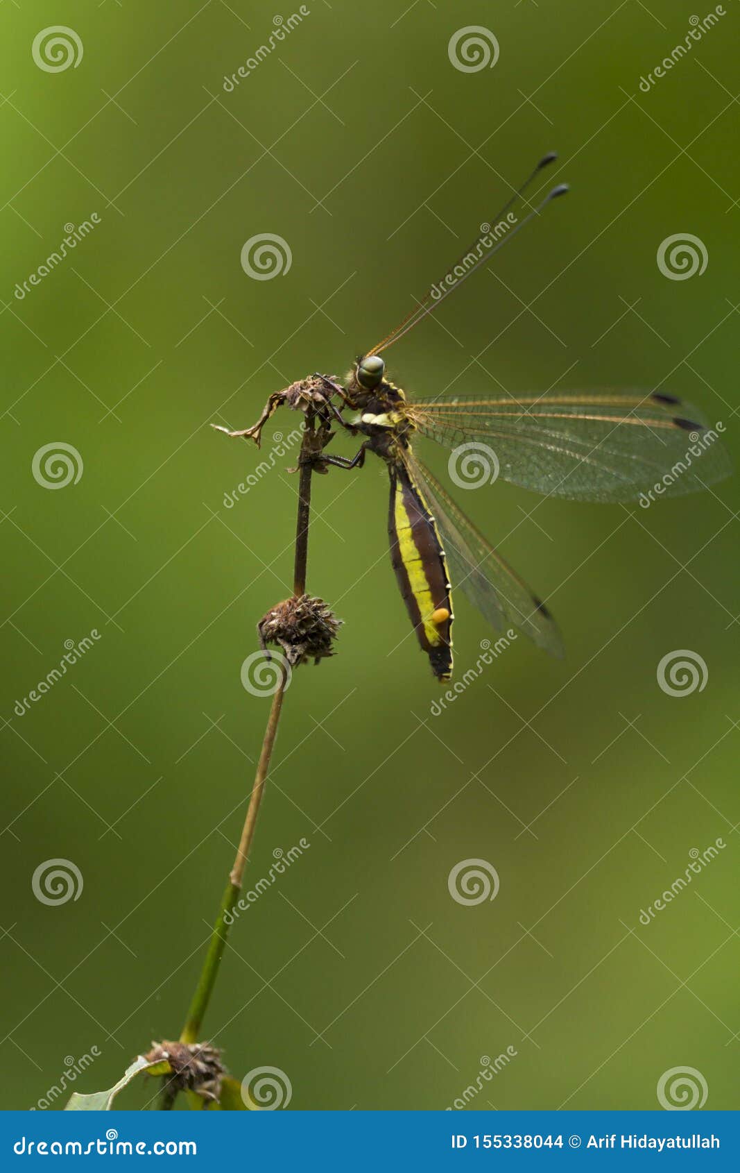 A Owl Fly Insect on the Flower Stock Photo - Image of macro, wallpaper ...