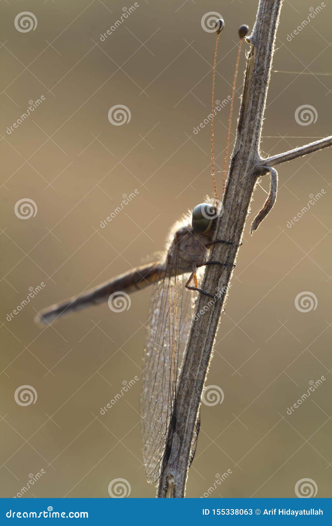 A Owl Fly Insect on the Flower Stock Image - Image of blossom, behavior ...