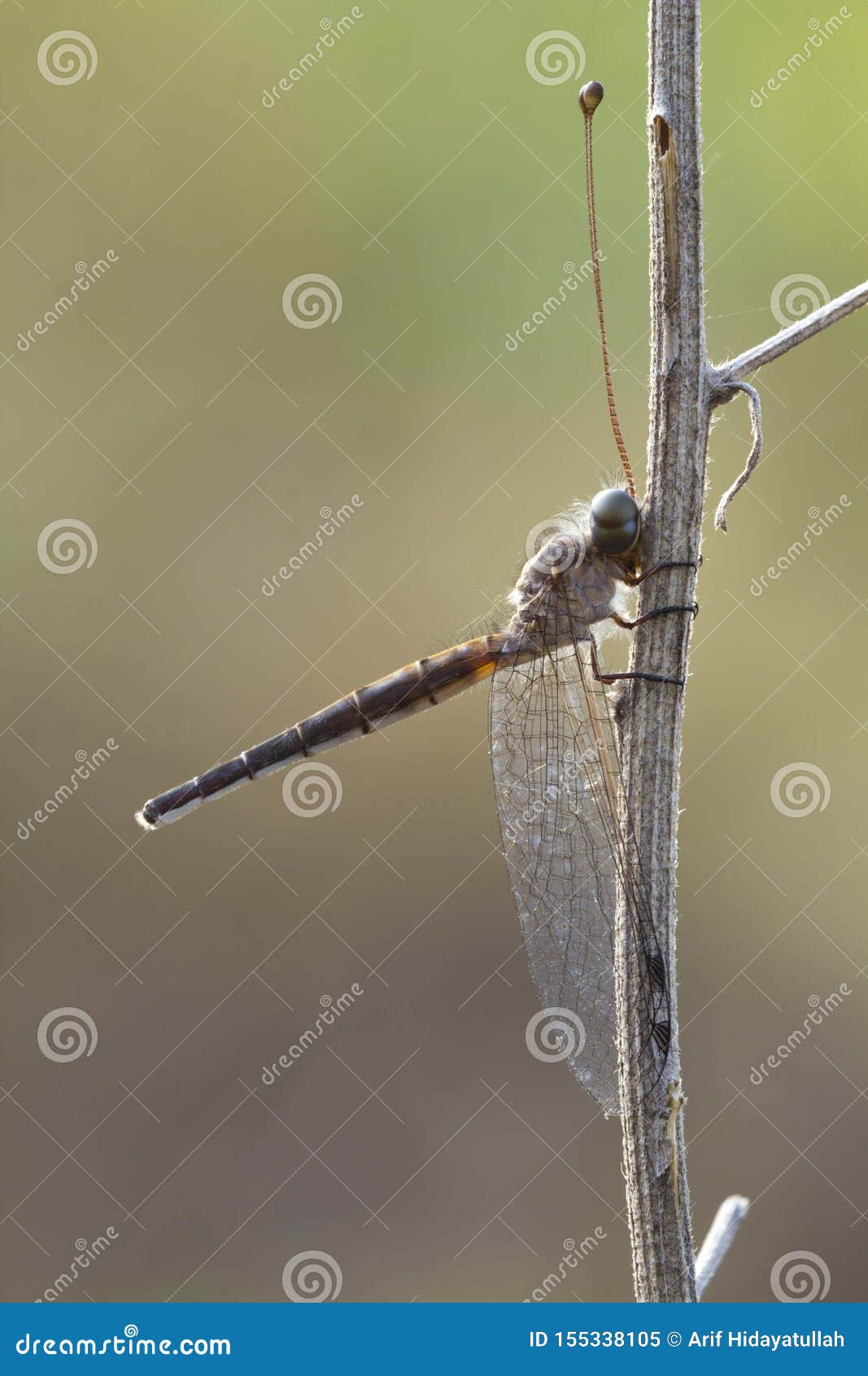 A Owl Fly Insect on the Flower Stock Image - Image of behavior ...
