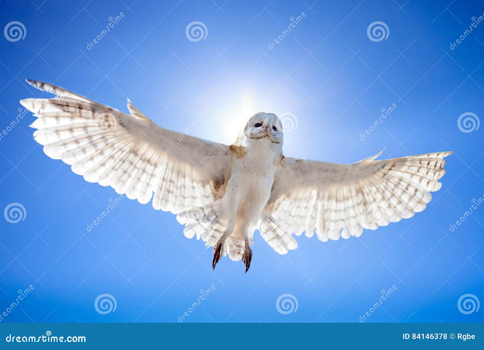 Owl in fly stock photo. Image of wing, profile, portrait - 84146378