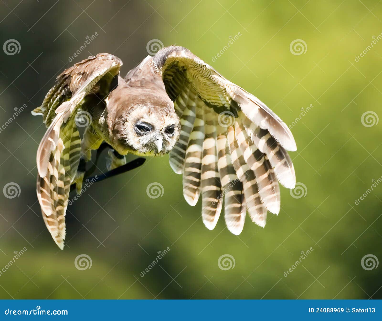 Owl flying stock image. Image of nature, tailed, stare - 24088969