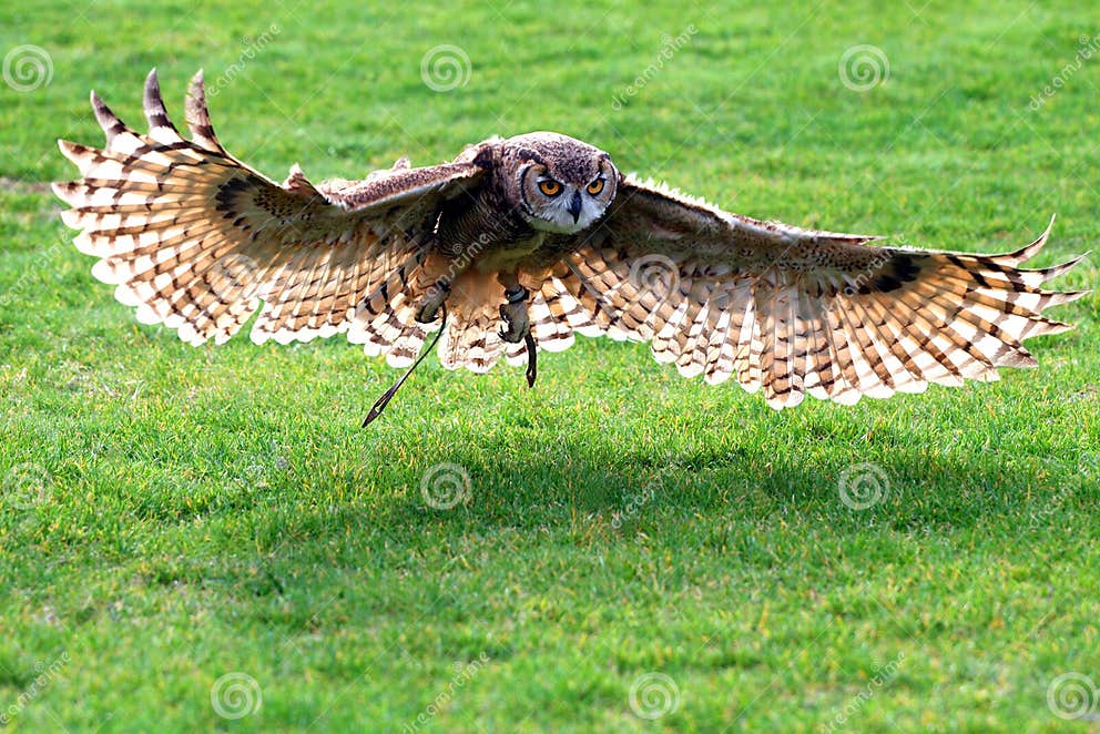 Owl Flying stock image. Image of aggressive, majestic - 4623559