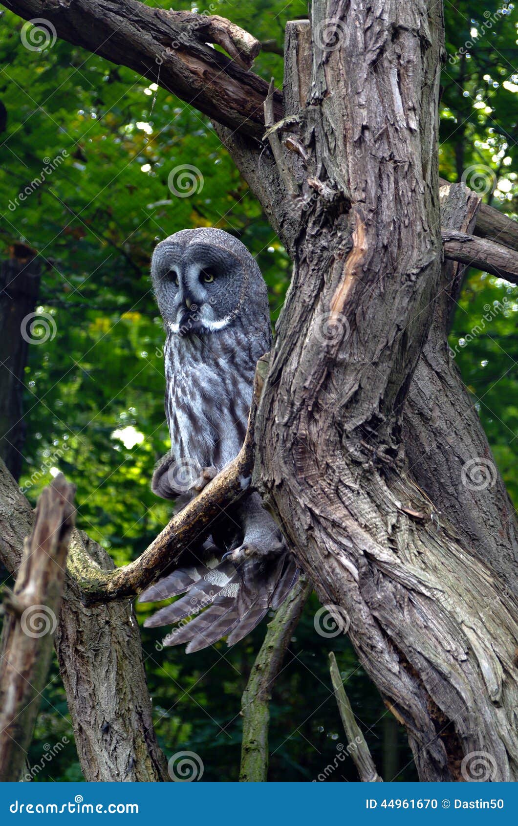 Owl, Friendly Animals at the Prague Zoo. Editorial Image - Image of ...