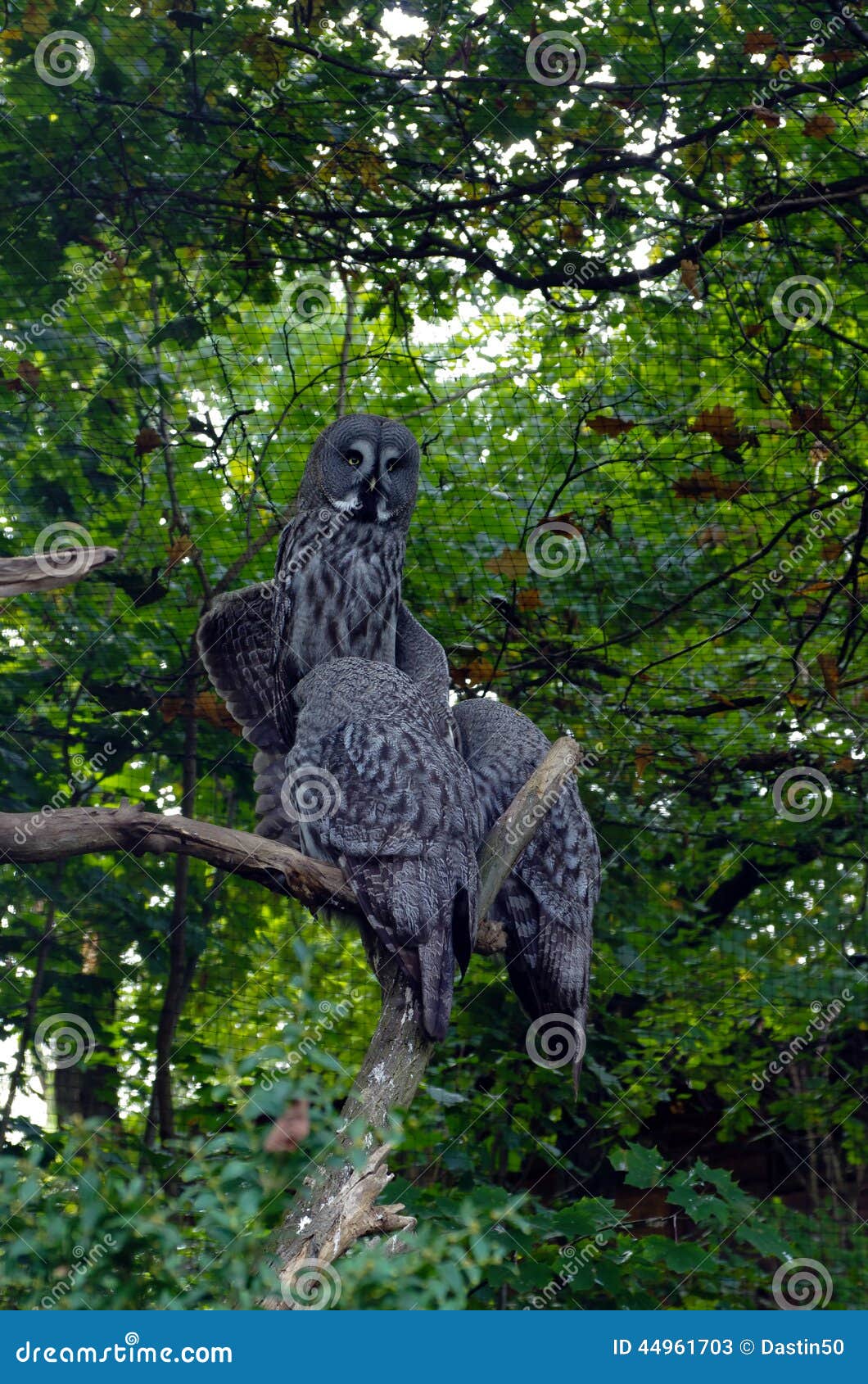 Owl, Friendly Animals at the Prague Zoo. Editorial Stock Photo - Image ...