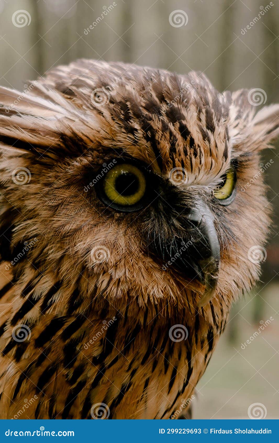 Owl Full Face stock image. Image of bird, animal, nature - 299229693