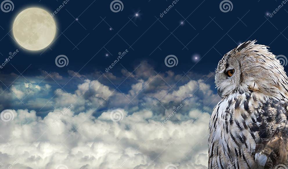 Owl at full moon stock photo. Image of cloud, dusk, dramatic - 26804146