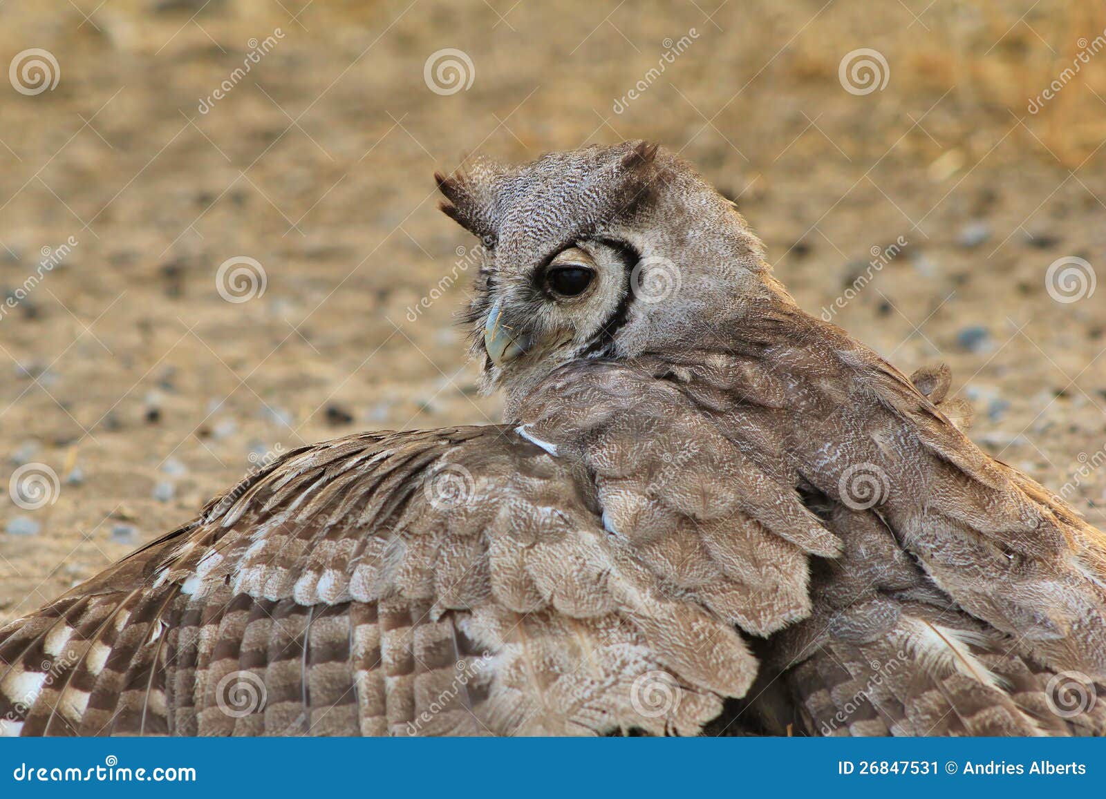 Owl, Giant Eagle - African Stealth Stock Image - Image of beak, grunt ...