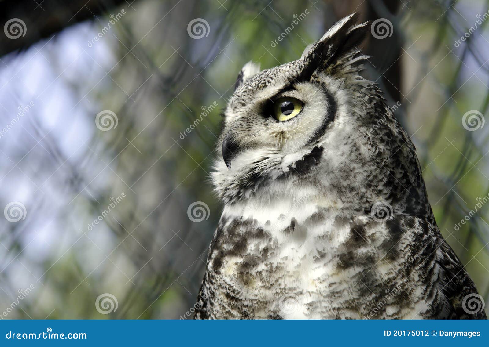 An owl Grand Duke stock photo. Image of hunter, nature - 20175012
