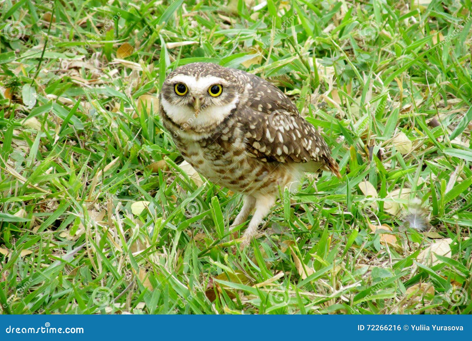 Owl on grass stock photo. Image of ethnic, bird, avian - 72266216