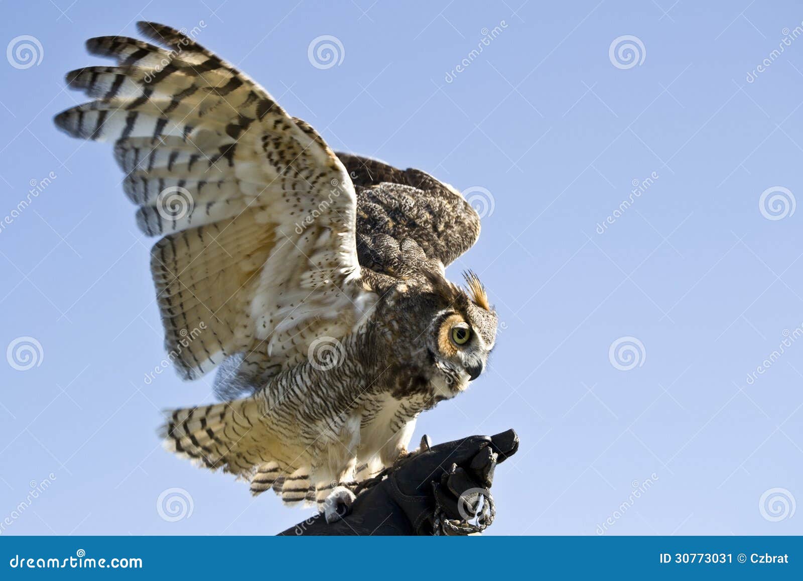Owl stock image. Image of captivity, wings, outdoors - 30773031