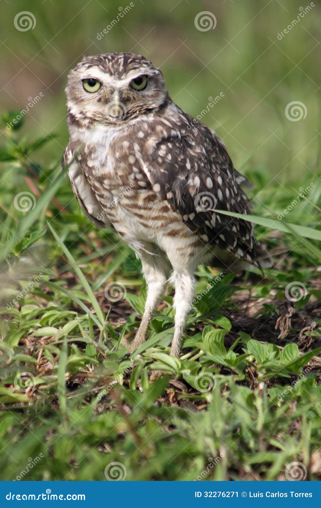 Owl stock image. Image of vertical, bird, floor, landed - 32276271