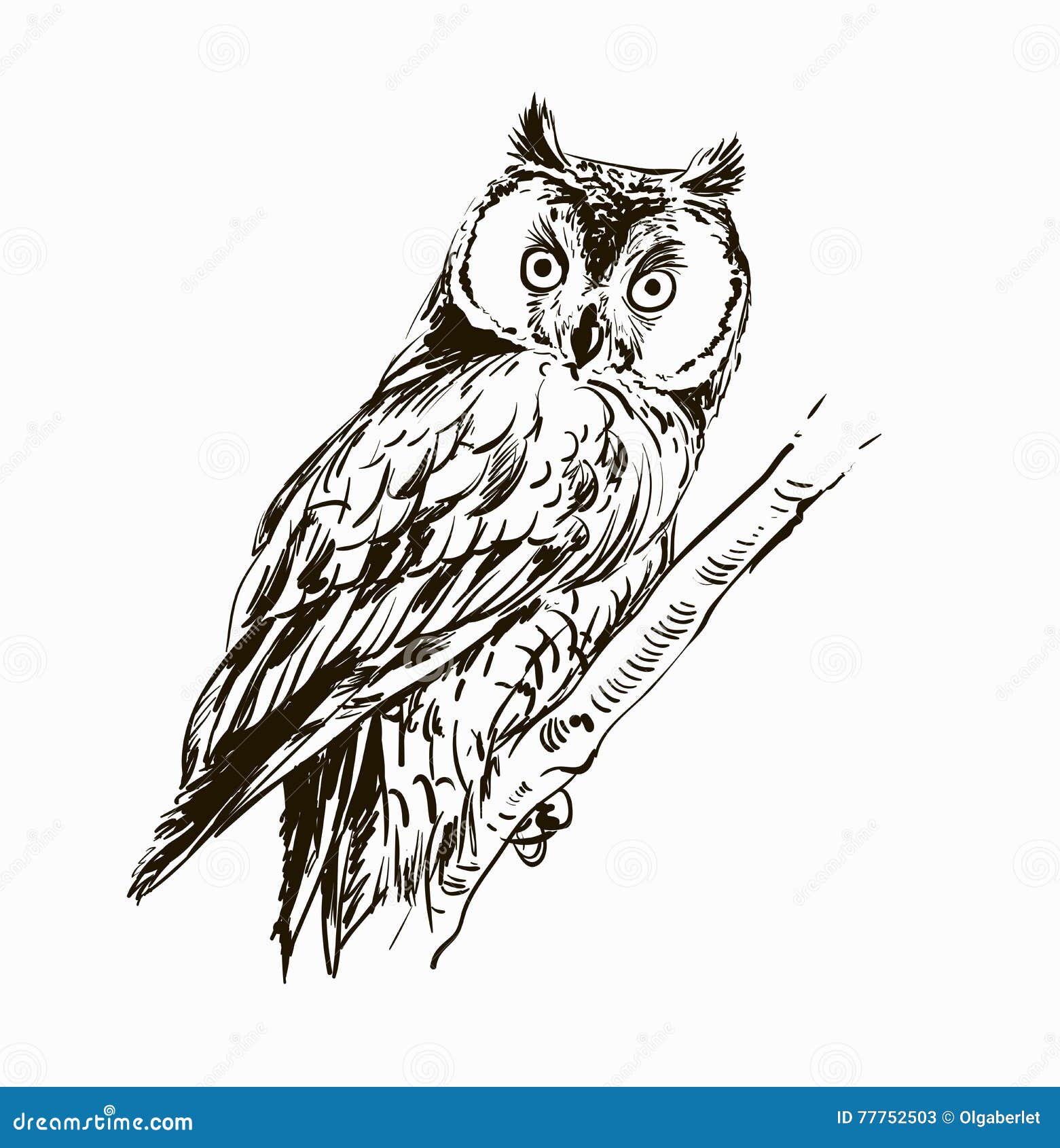 Owl Hand Drawn, Black and White Stock Vector - Illustration of predator ...