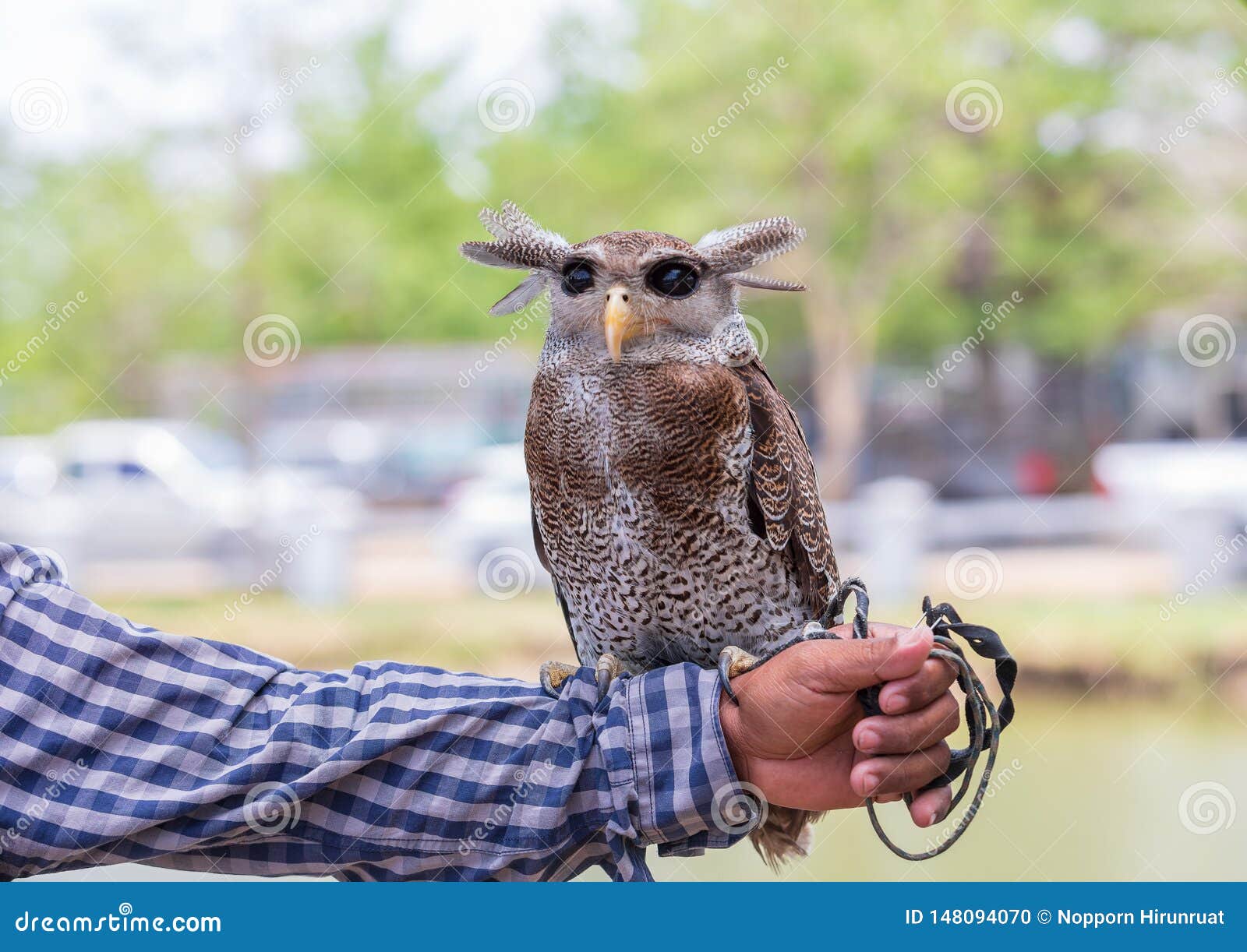 The Owl on Hand for Show in Public Park ,and Training Stock Photo ...