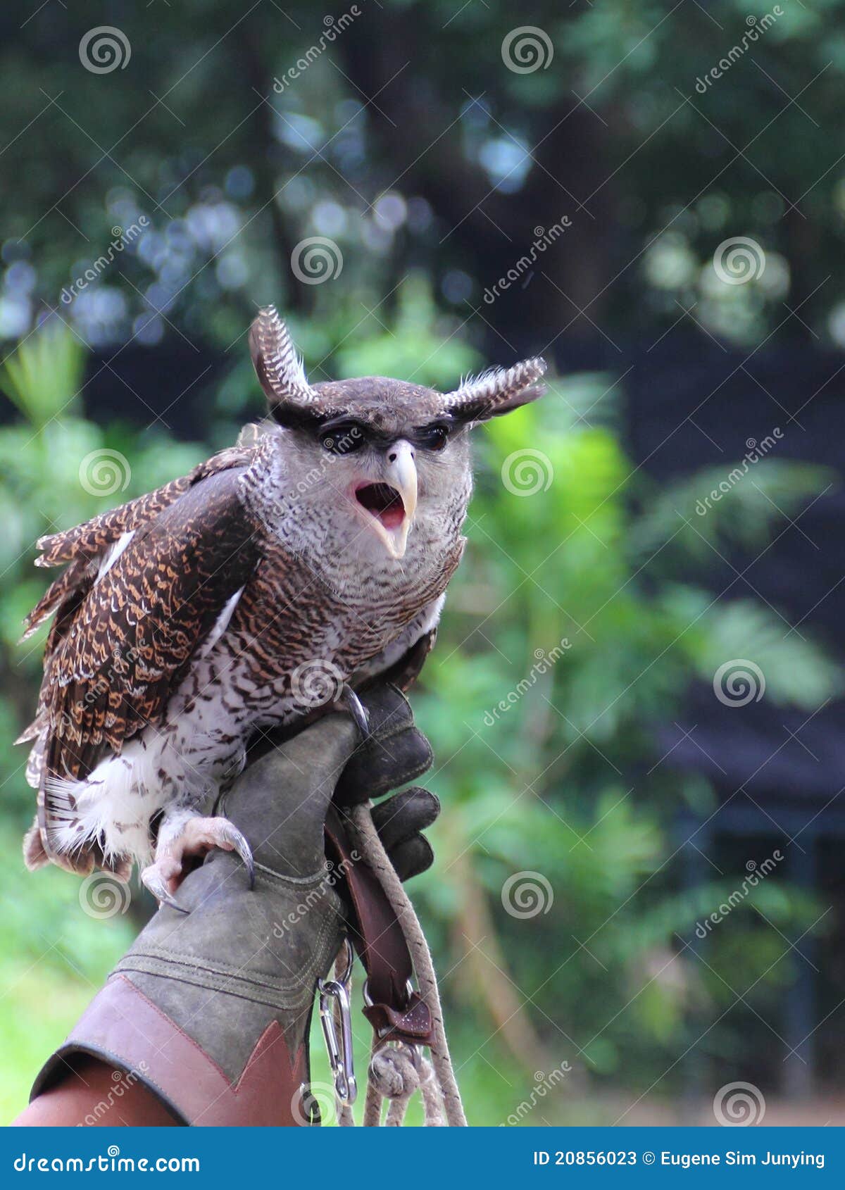 Owl and handler stock image. Image of nature, avian, animal - 20856023