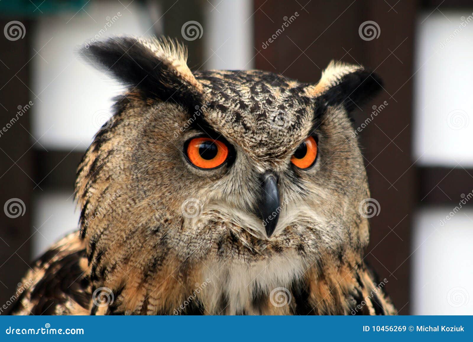 Owl head stock image. Image of bird, wild, wildlife, beak - 10456269