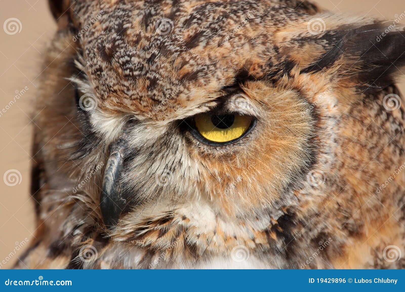 Owl head stock photo. Image of animal, yellow, brown - 19429896