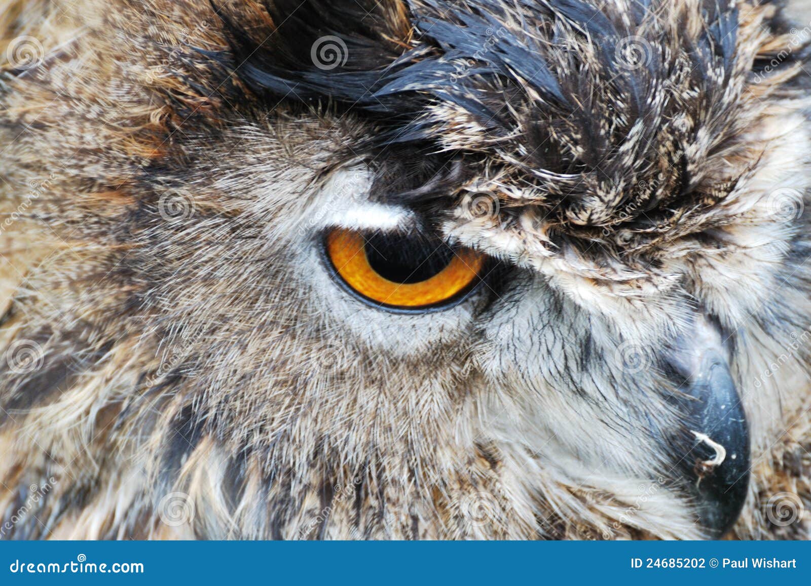 Owl head stock photo. Image of animal, bubo, bird, beak - 24685202