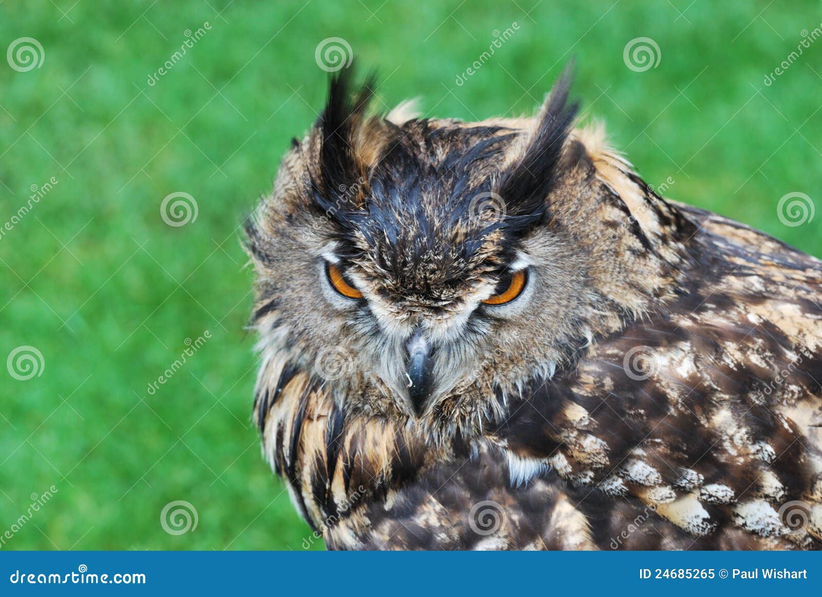 Owl head stock image. Image of wildlife, portrait, subarcticus - 24685265